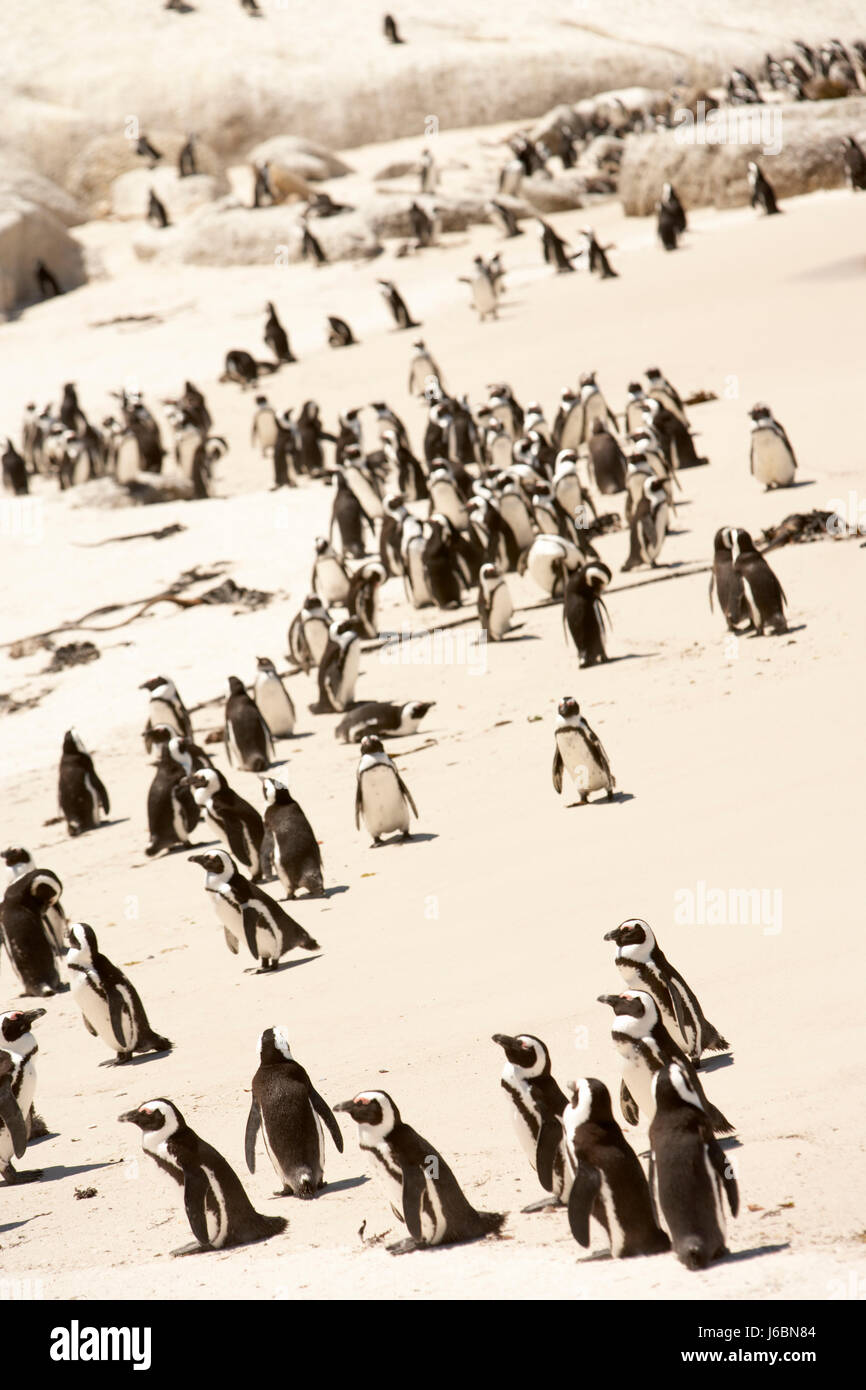 beach seaside the beach seashore colony penguin vertical south africa ...
