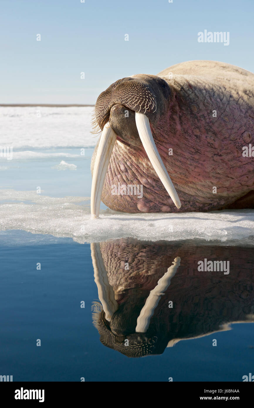 walrus, Odobenus rosmarus rosmarus Stock Photo - Alamy
