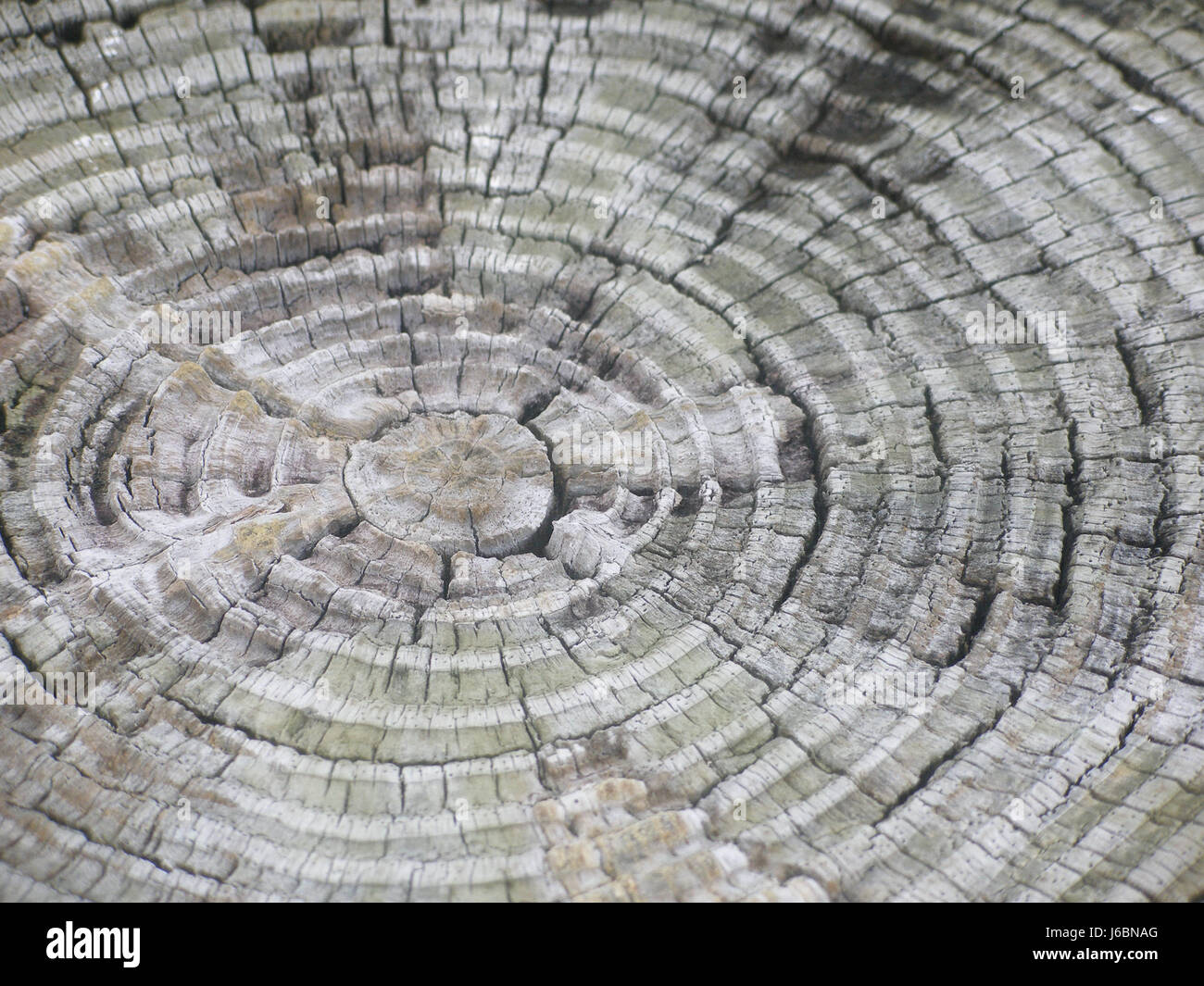 tree rings stump 039tree stump039 circles deforestation forest life ...