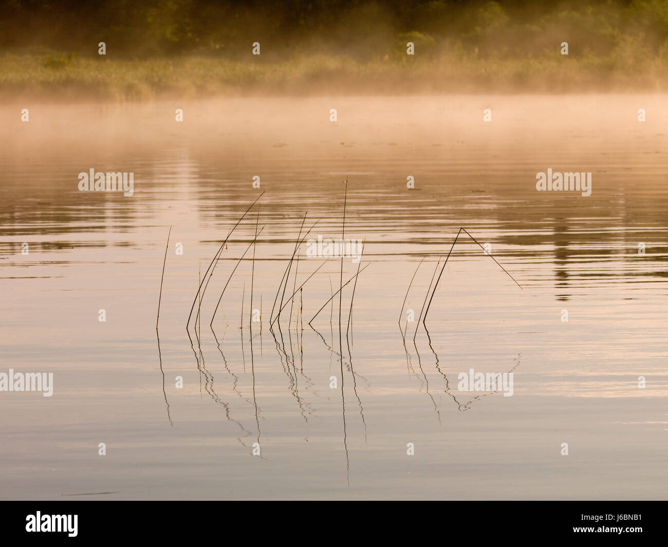 Reeds lake woods ontario canada hi-res stock photography and images - Alamy