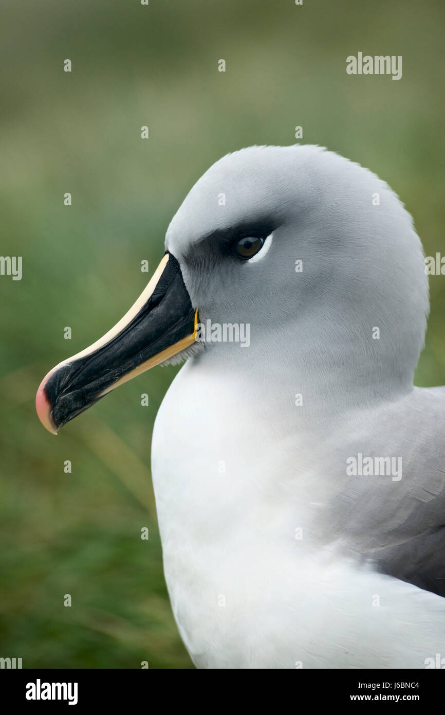 grey-headed albatross (Thalassarche chrysostoma), on Diego Ramirez ...