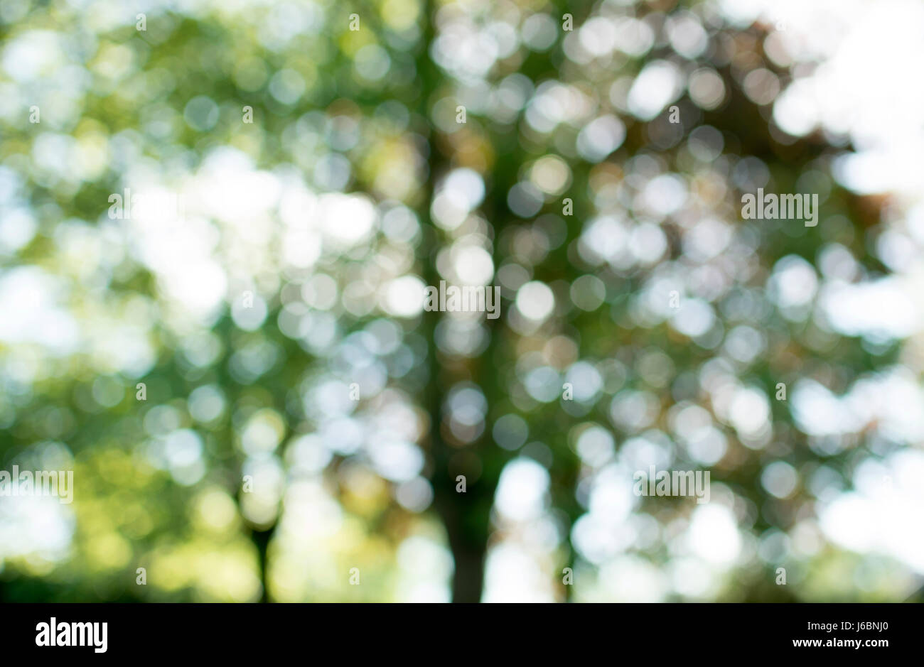 Trees bokeh background Stock Photo - Alamy