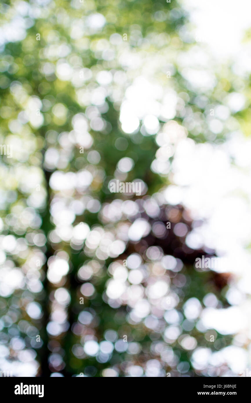 Trees bokeh background Stock Photo - Alamy