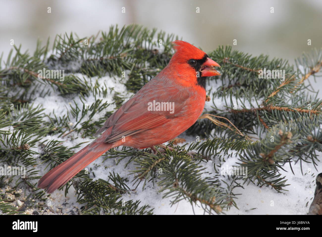 tree bird snow coke cocaine material drug anaesthetic addictive drug ...