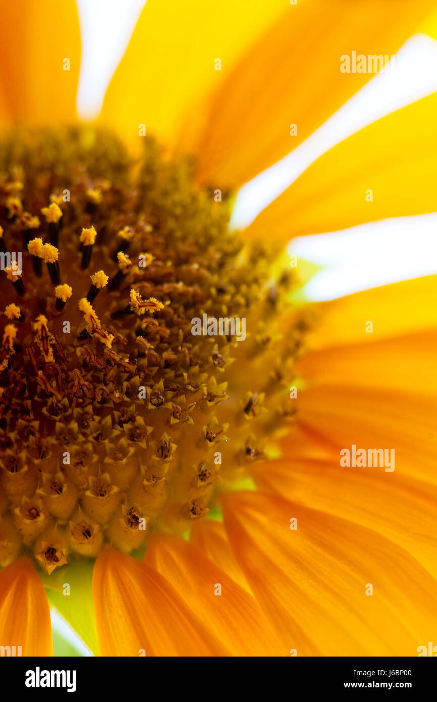 The delicate organs hi-res stock photography and images - Alamy