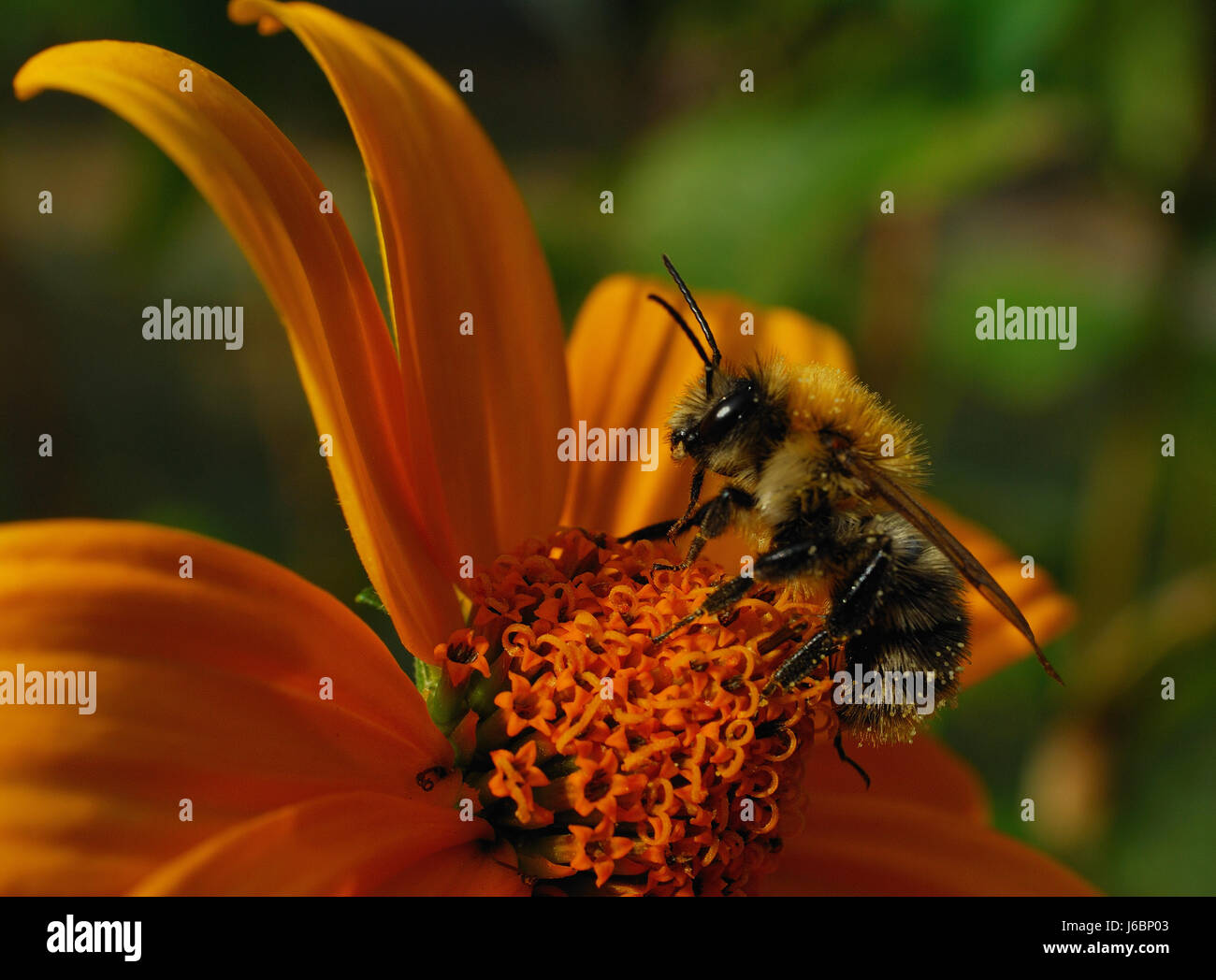 insect flower plant bumblebee bloom blossom flourish flourishing nectar ...