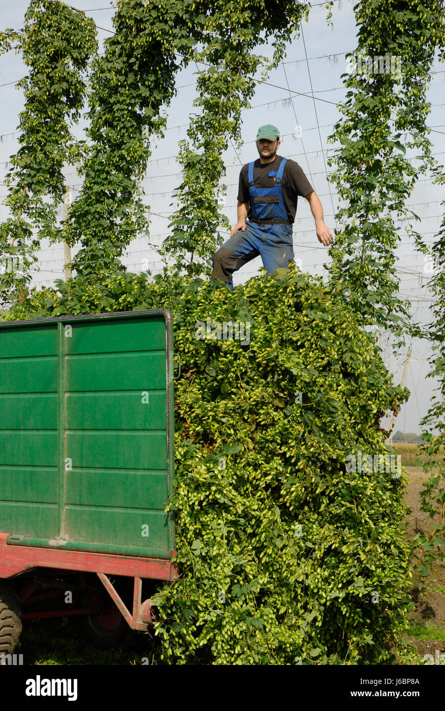 Hop harvester hi-res stock photography and images - Alamy