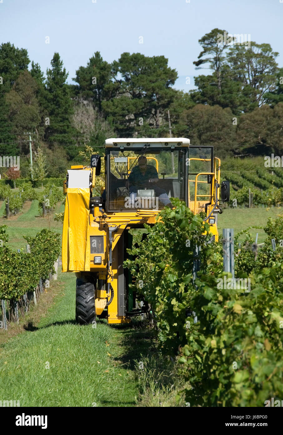 grapes vineyard tractor driver wineyard harvester machine bunches of ...