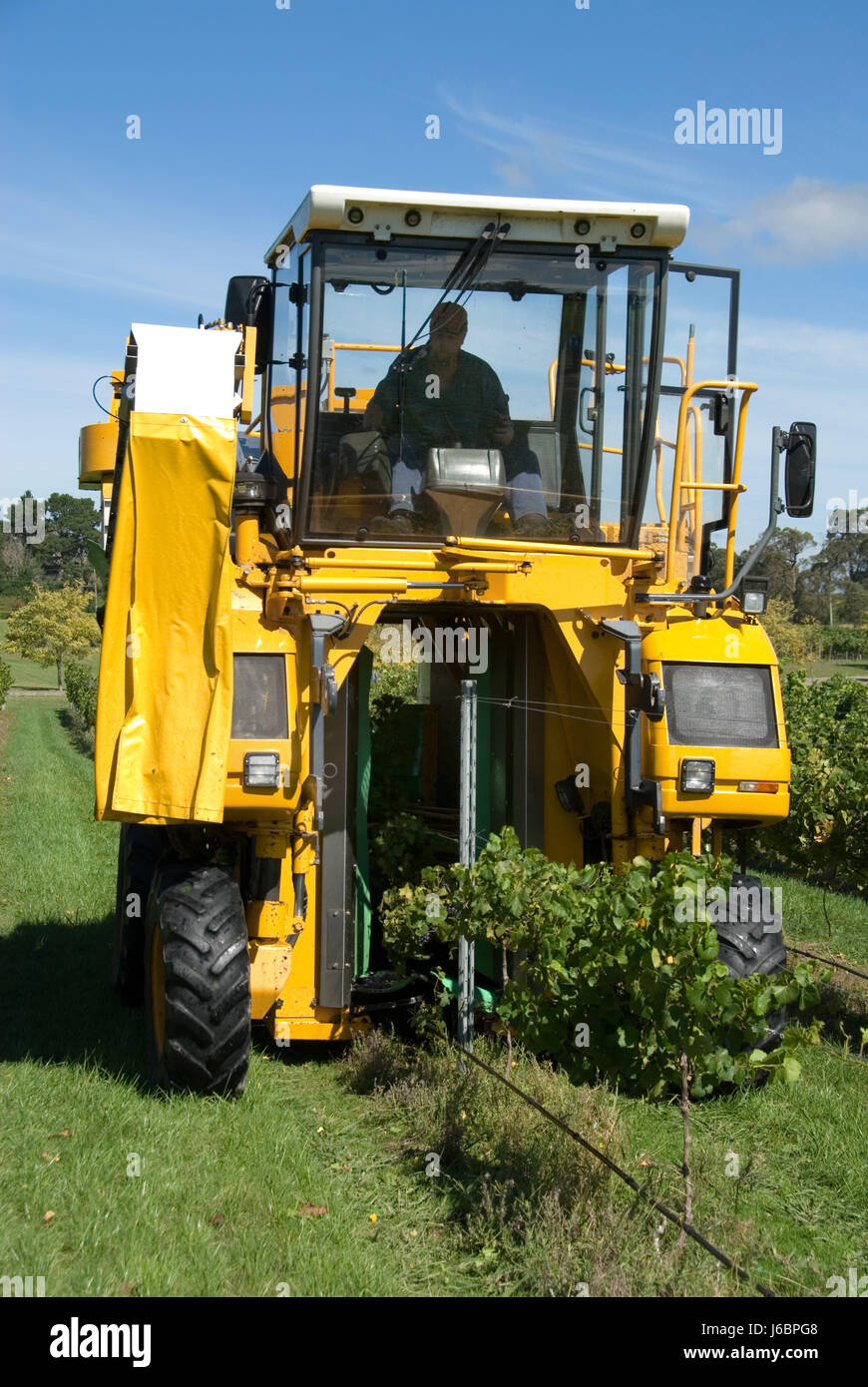 grapes vineyard tractor driver wineyard harvester machine bunches of ...