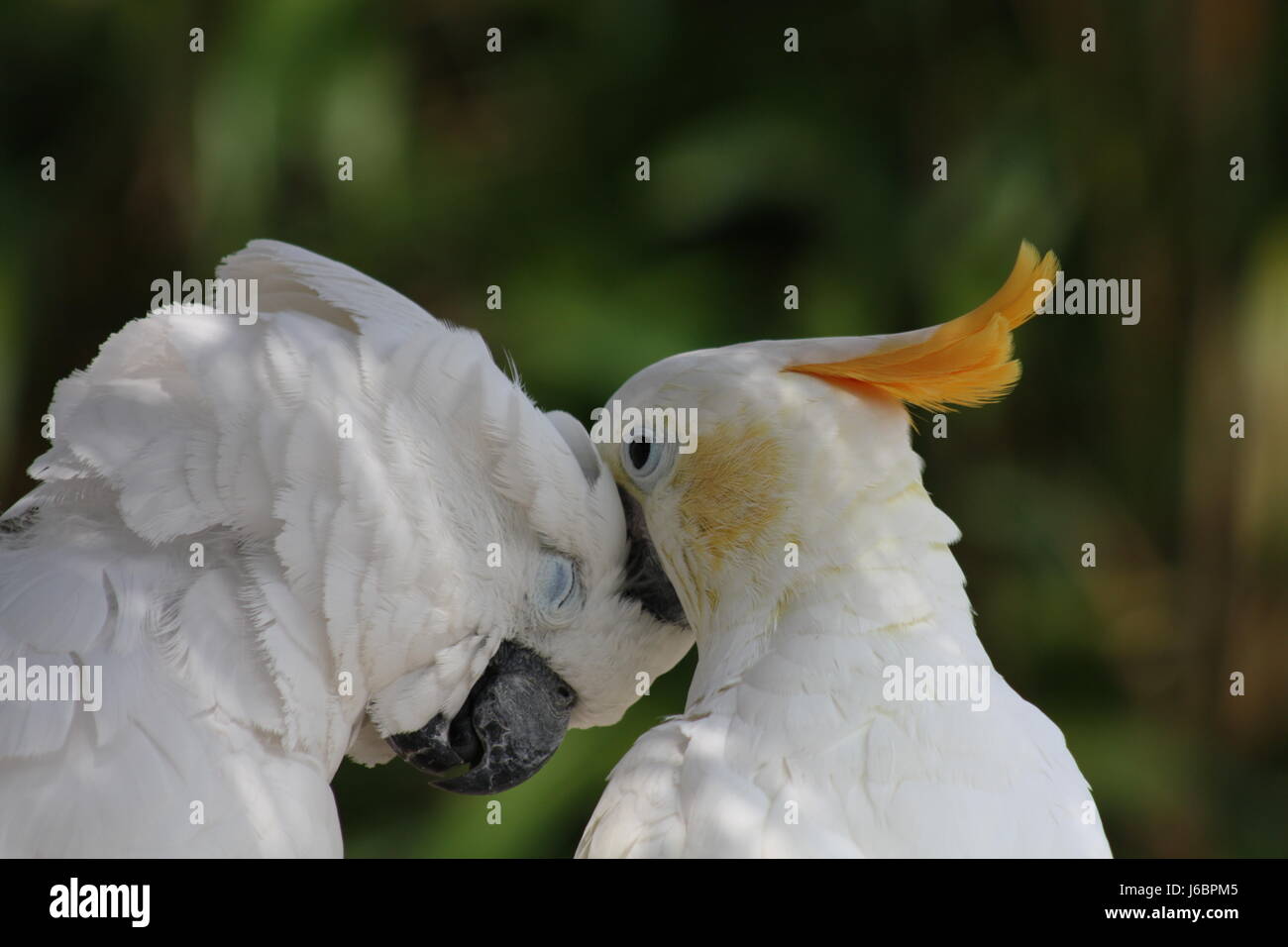 smooch cockatoo couple pair parrot cuddling bird birds affection ...