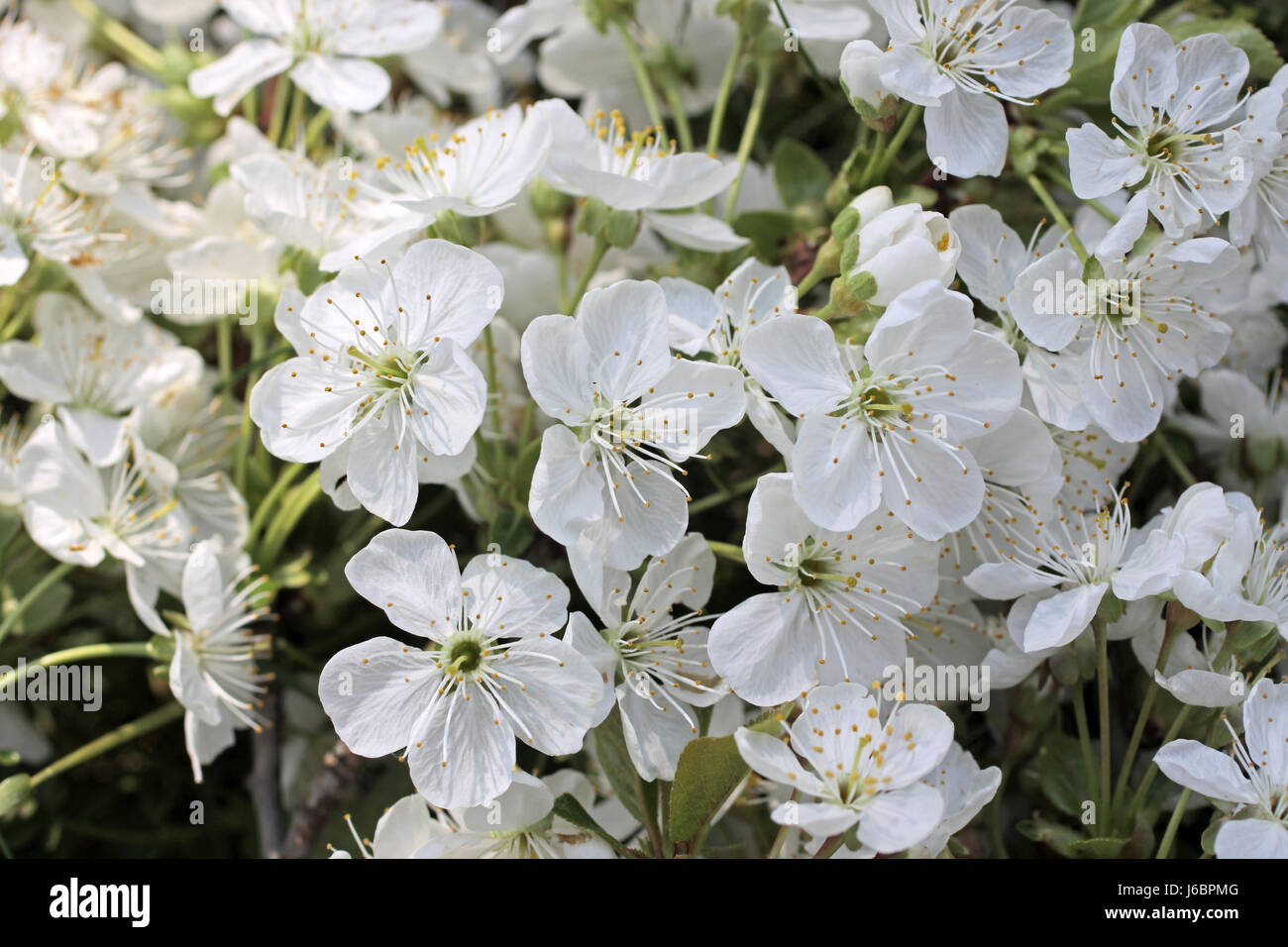 tree blank european caucasian blossoms spring april bleed cherry tree ...