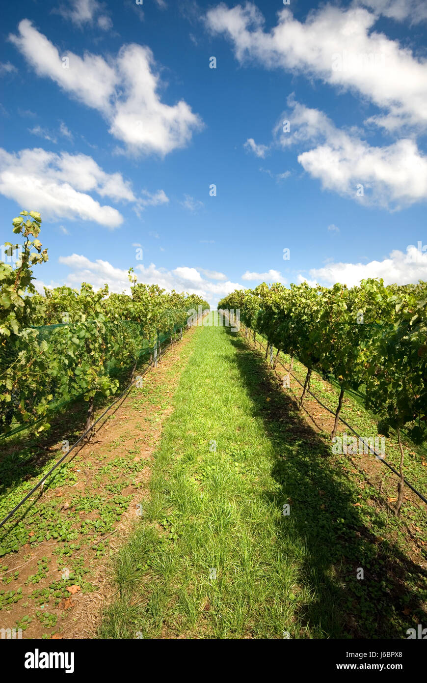Cool climate viticulture hi-res stock photography and images - Alamy