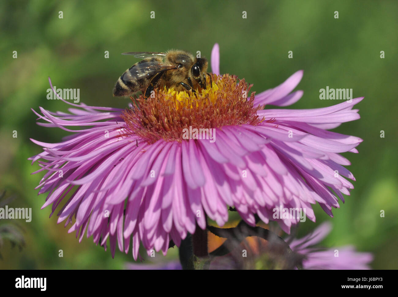 insects bloom blossom flourish flourishing pollen nectar aster insect ...