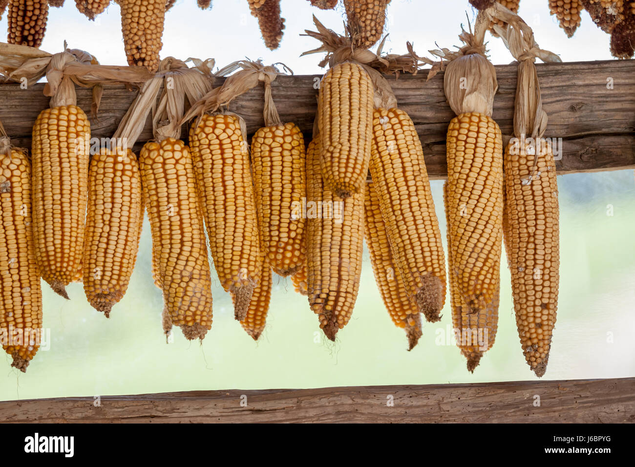 dried corn cobs hanging Stock Photo - Alamy