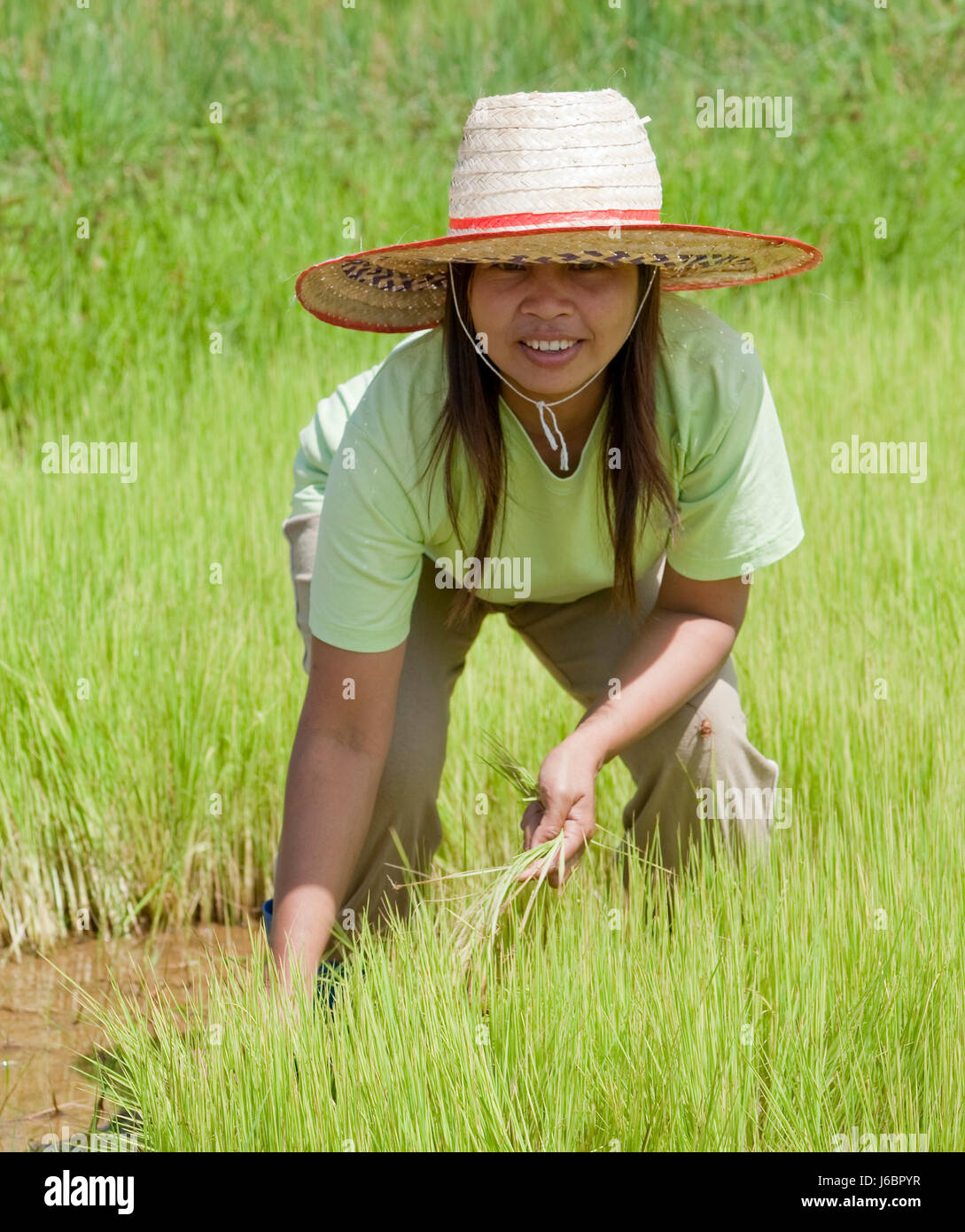 asian woman on the rice field,thailand Stock Photo - Alamy