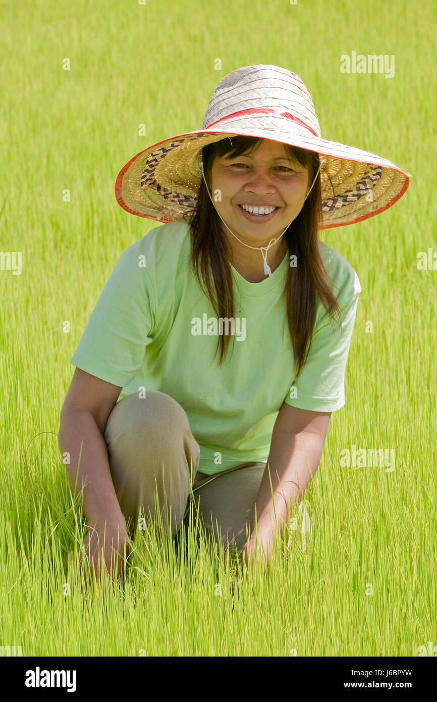 asian woman on the rice field,thailand Stock Photo - Alamy