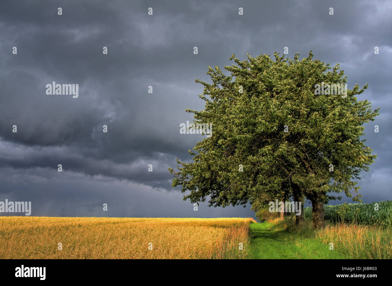 way through fields Stock Photo - Alamy