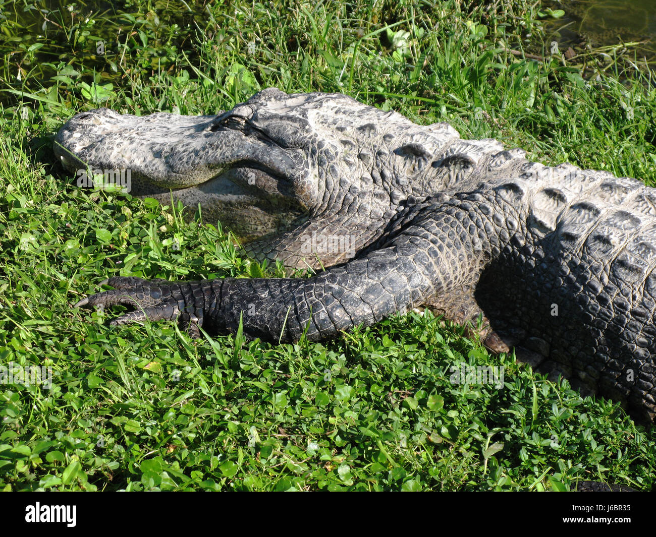 Alligator armour hi-res stock photography and images - Alamy