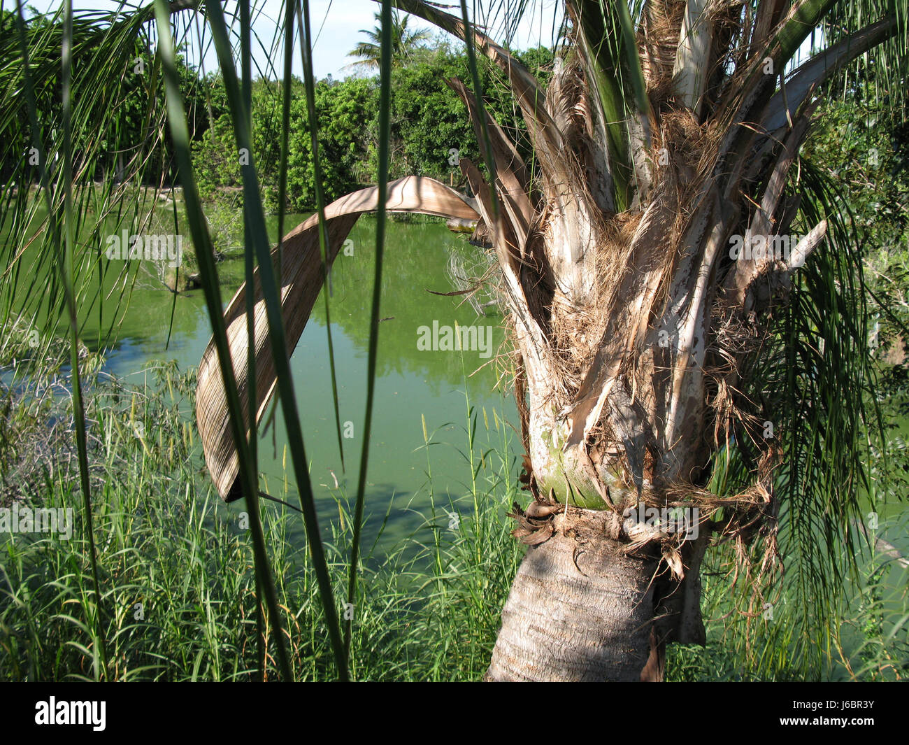 tree swamp usa america palm tree plant tree swamp usa america nature ...