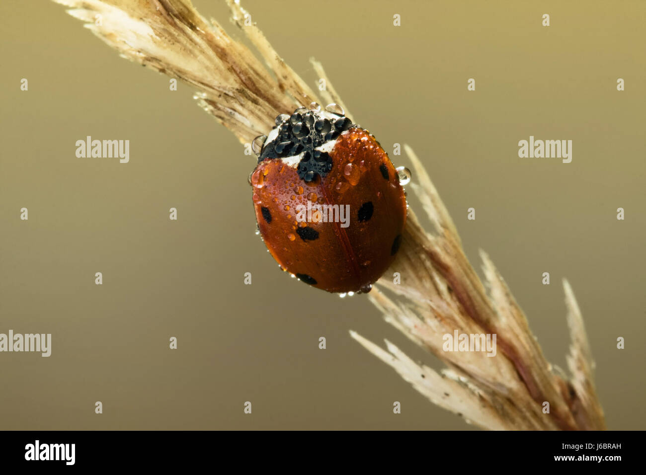 dots dew dewdrop meadow grass lawn green water ladybug dots dew dewdrop ...