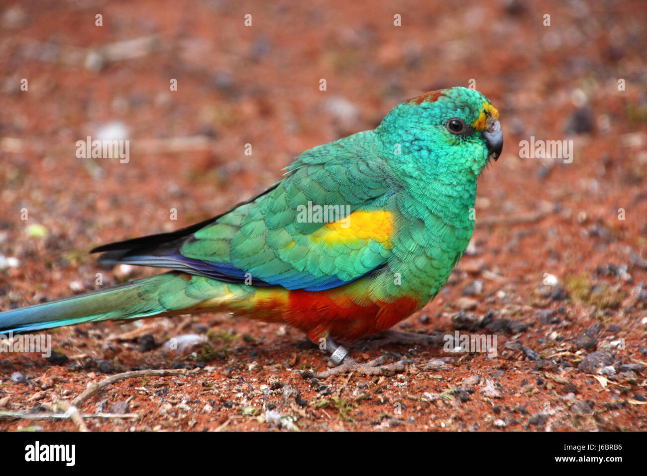 bird male masculine coloured colourful gorgeous multifarious richly ...