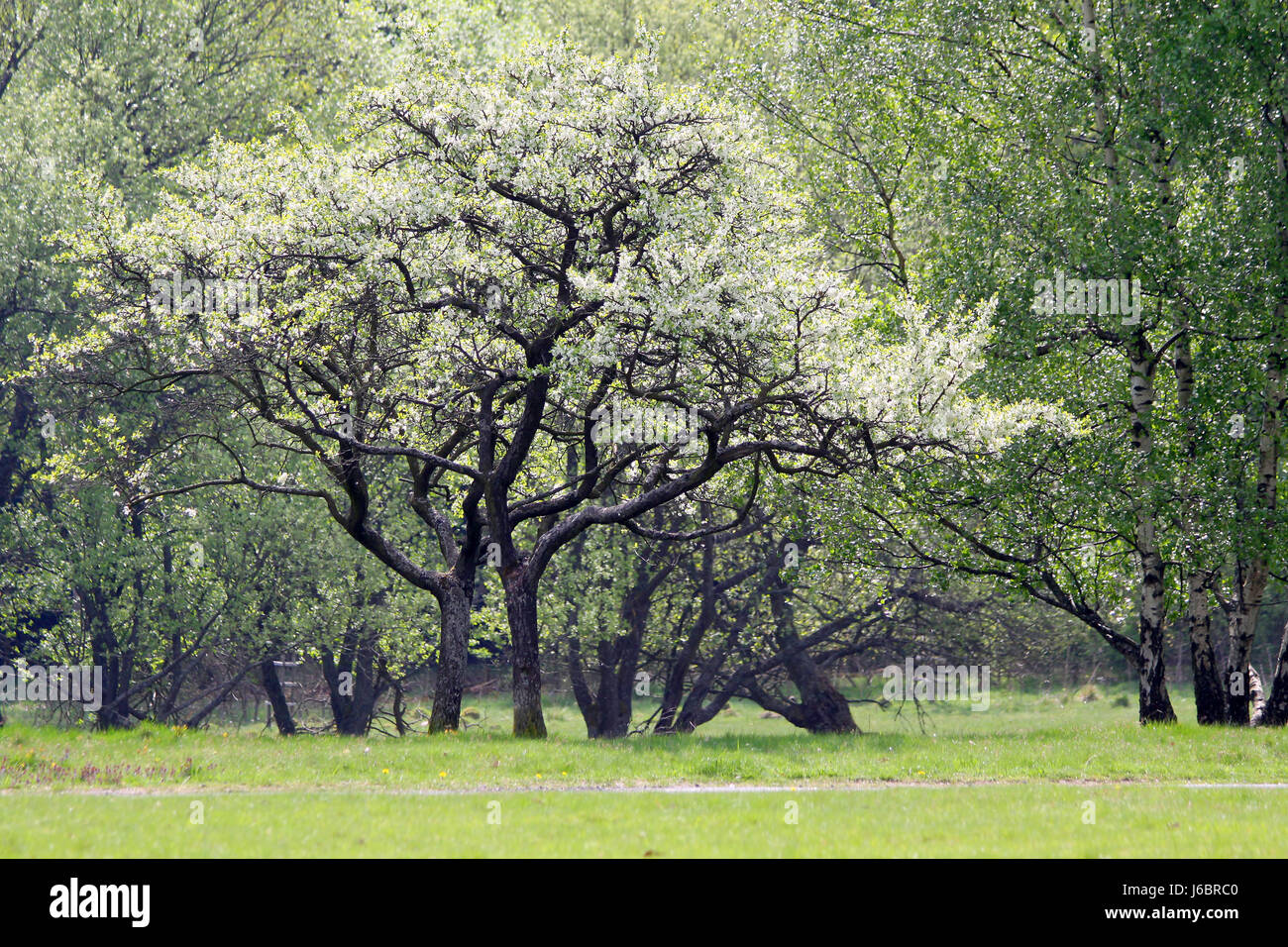 trees in spring Stock Photo - Alamy
