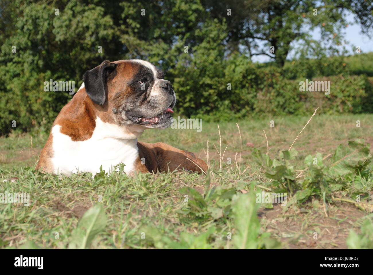 portrait dog male dog boxer fitness senior senior citizen elderly ...