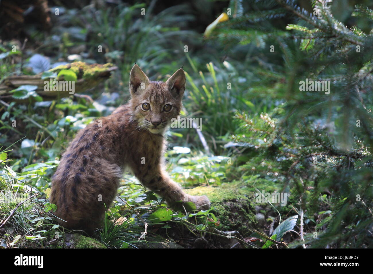 animal zoo look glancing see view looking peeking looking at skin ...