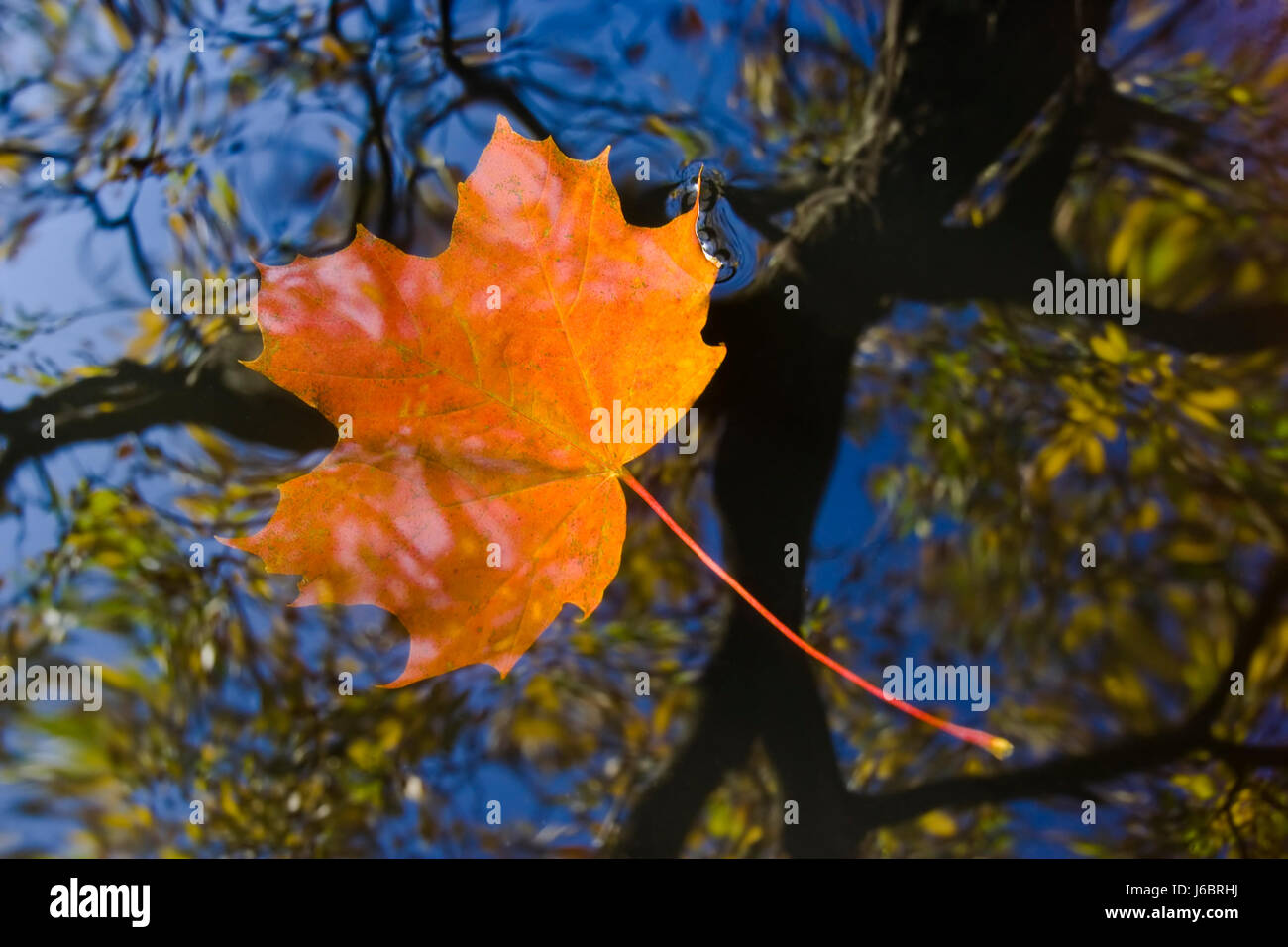 leaf reflection mirroring maple floating afloat fall autumn leaf detail ...