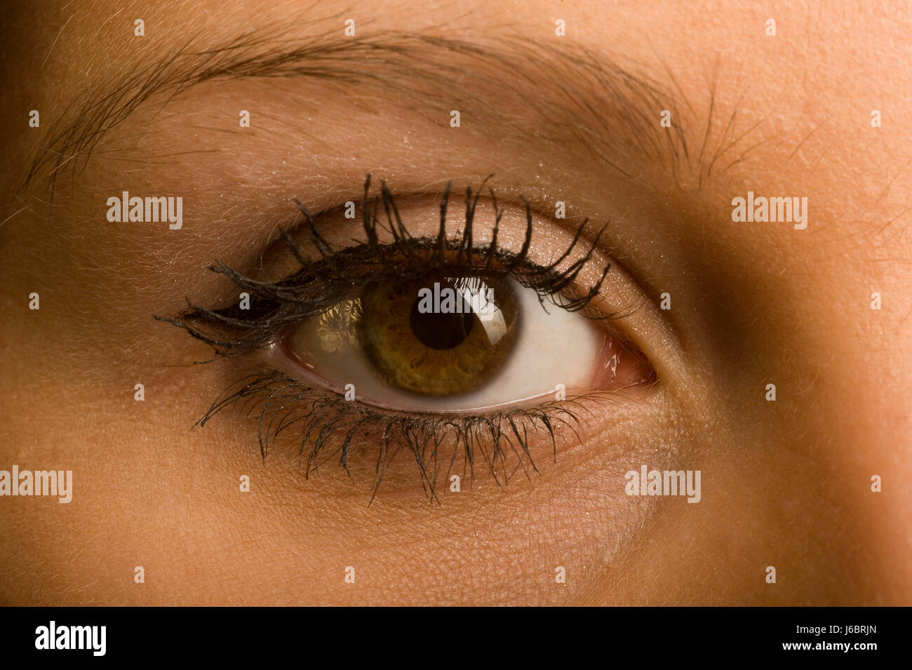 eye organ look glancing see view looking peeking looking at watching ...