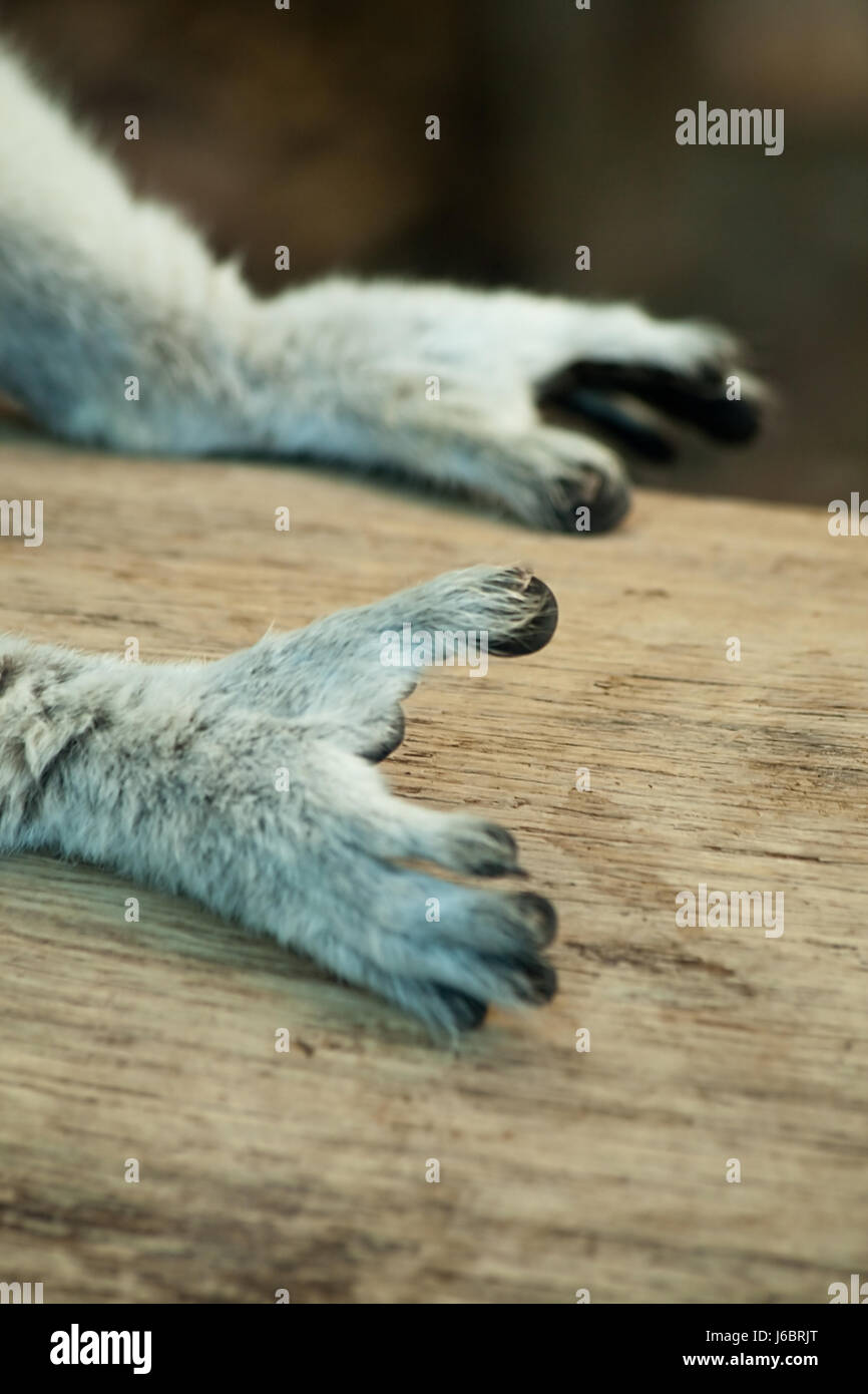 Lemur foot hi-res stock photography and images - Alamy