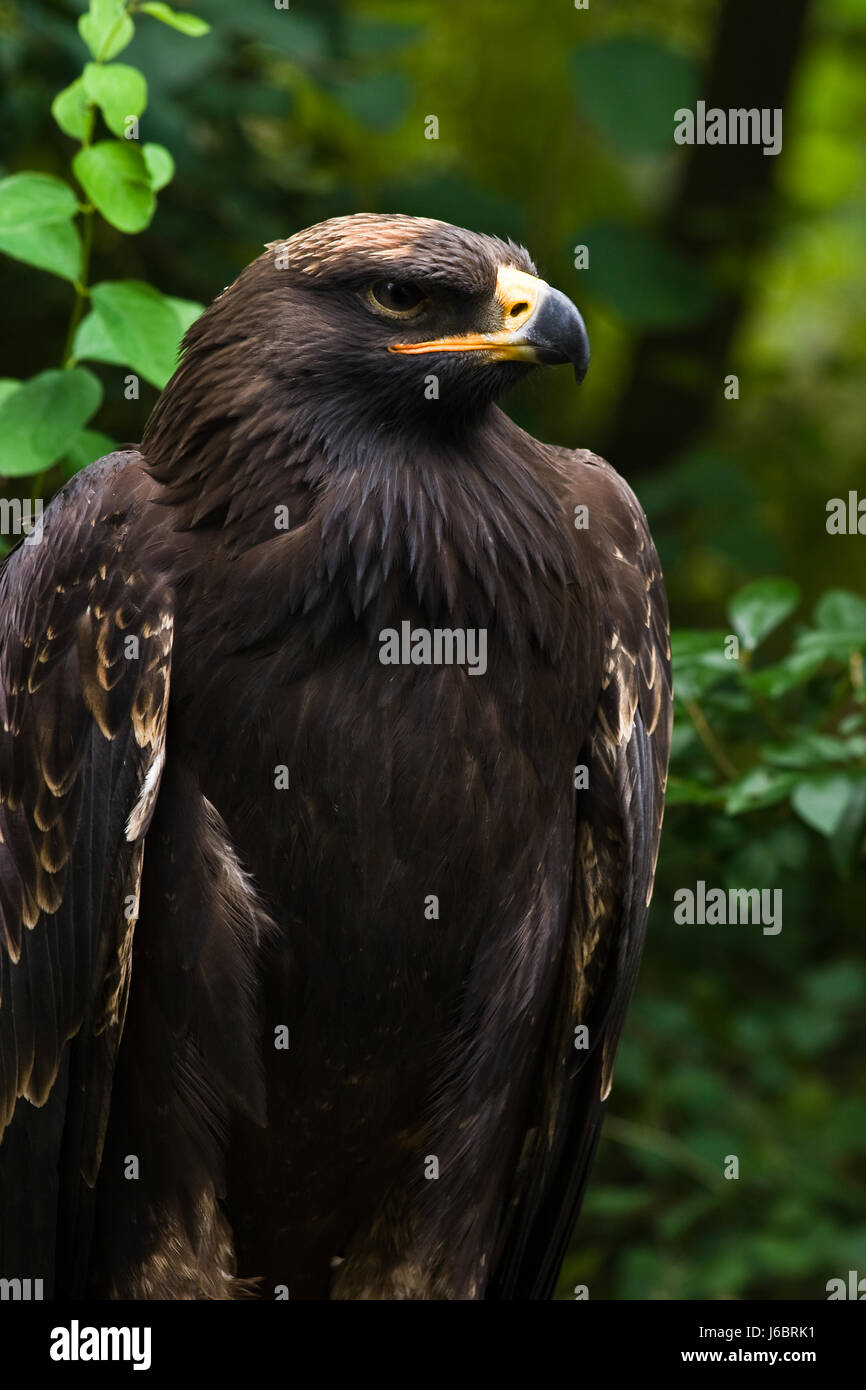 animal bird animals birds eagle big large enormous extreme powerful ...