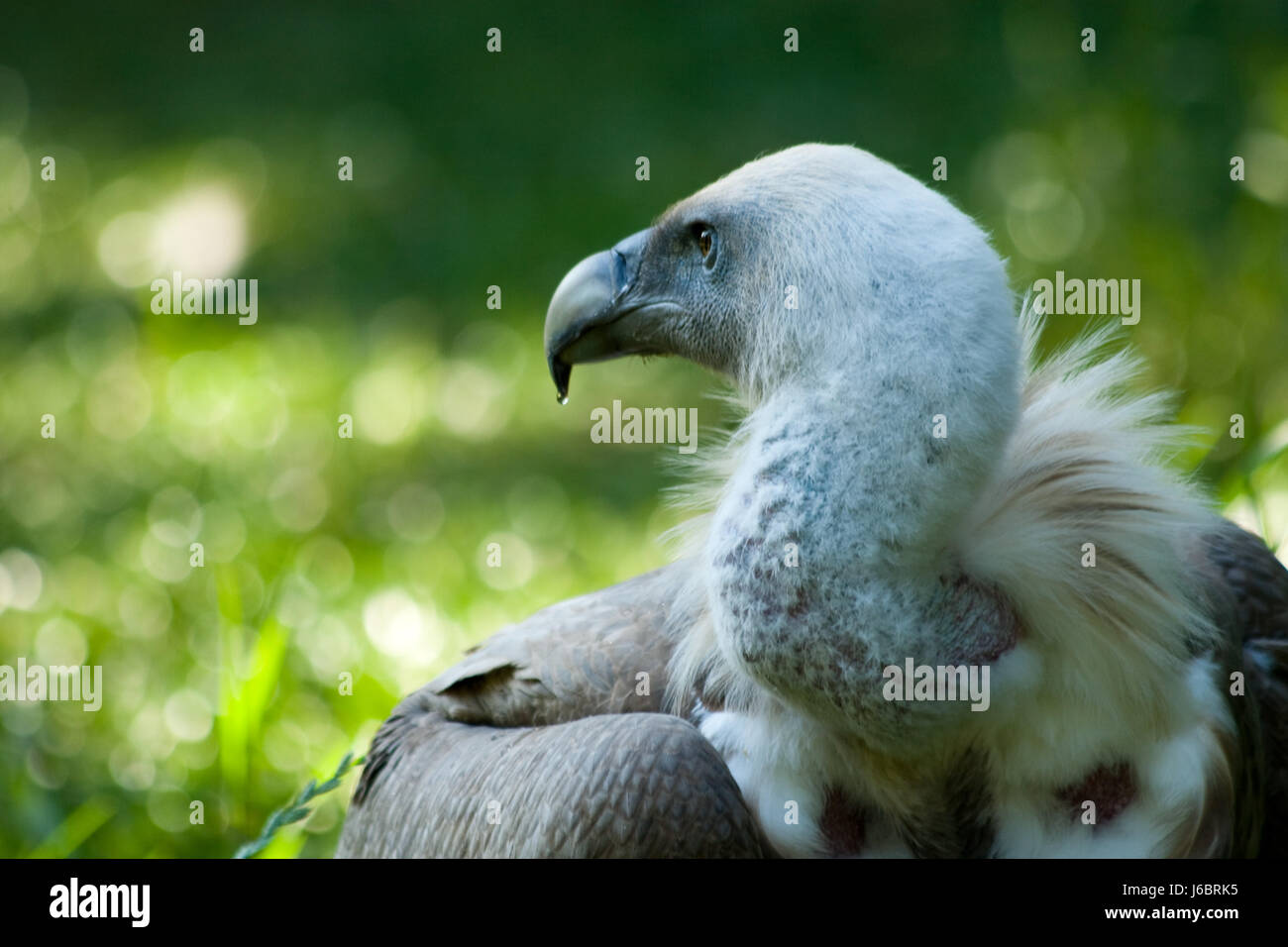 bird eye organ birds beak vulture beaks meadow grass lawn green neck ...