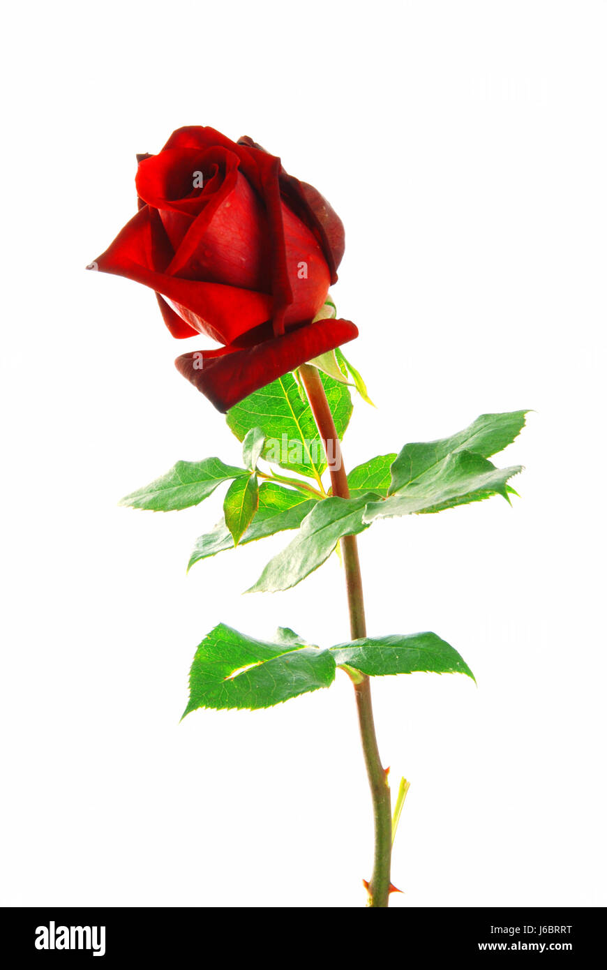 isolated flower rose plant leaves red foliage close macro close-up ...