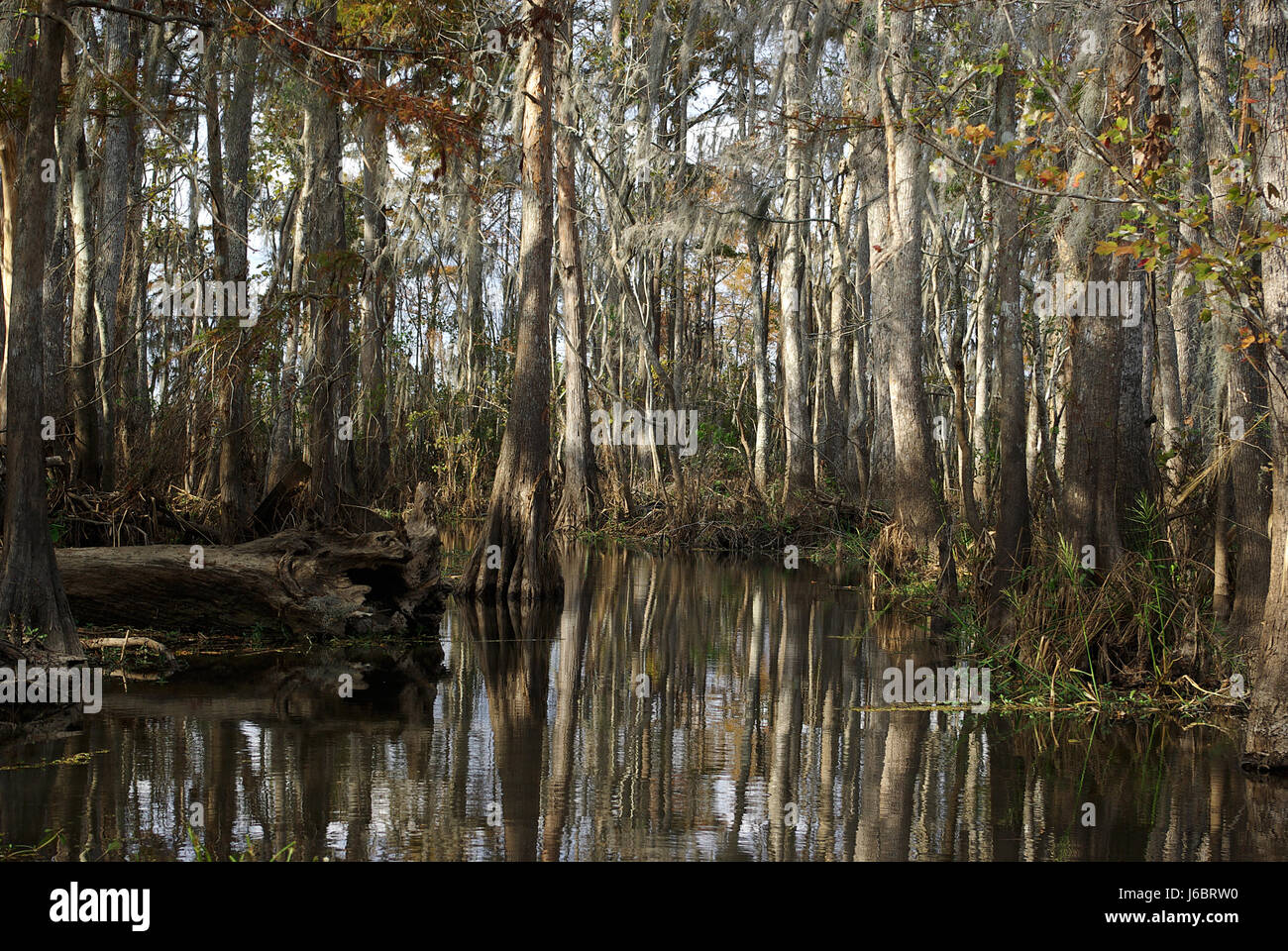tree swamp america bark water tree park national park swamp crocodile ...