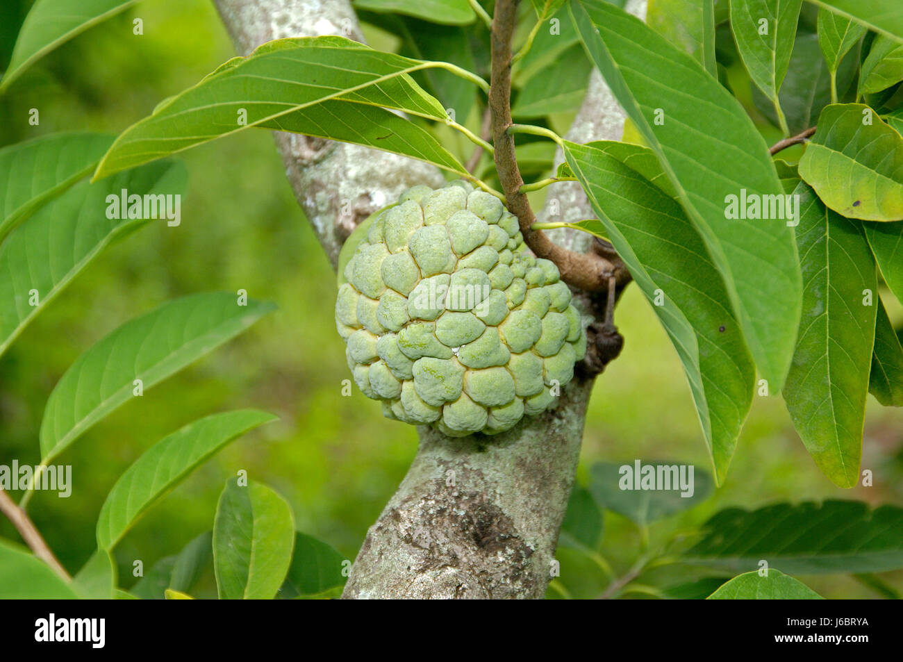 noina nationalfrucht noina nationalfrucht in thailand der zimtapfel ...