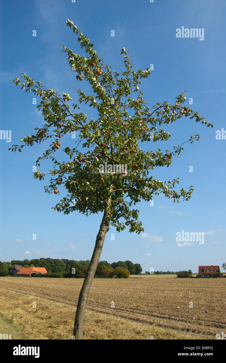 tree apple tree pome apples apple fruit-tree tree trees trunk ...