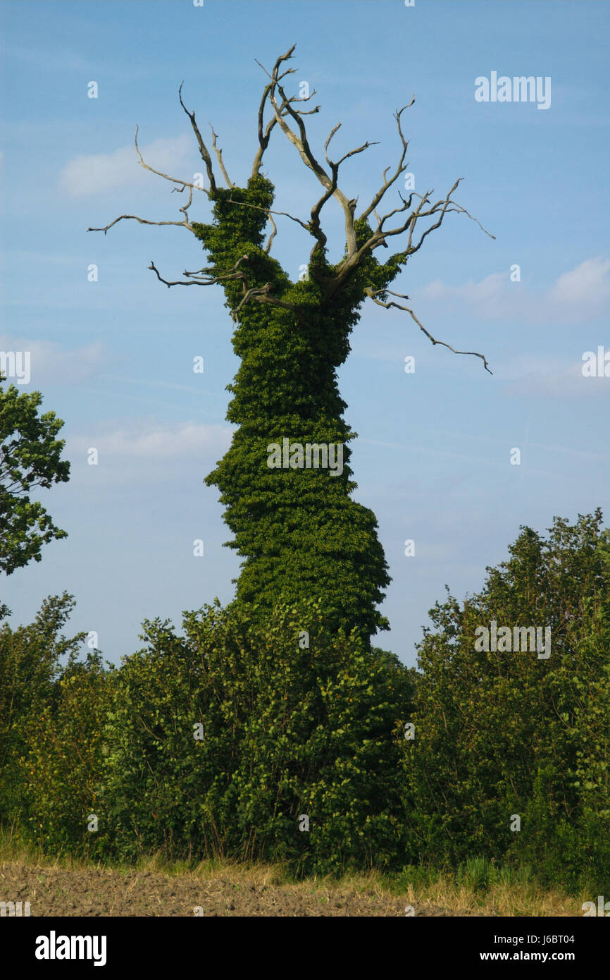 tree plant deciduous tree branch parasite parasitic plant dead tree ...