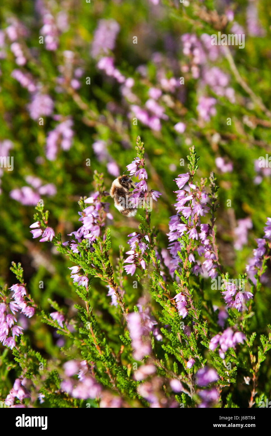 bee in swedish heather Stock Photo - Alamy