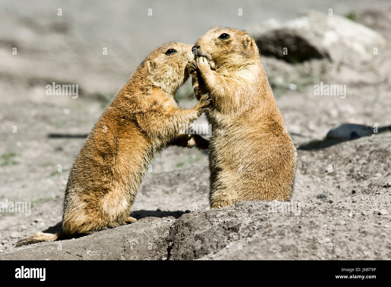 rodent marmots couple pair rodent marmots couple pair erdhrnchen ...