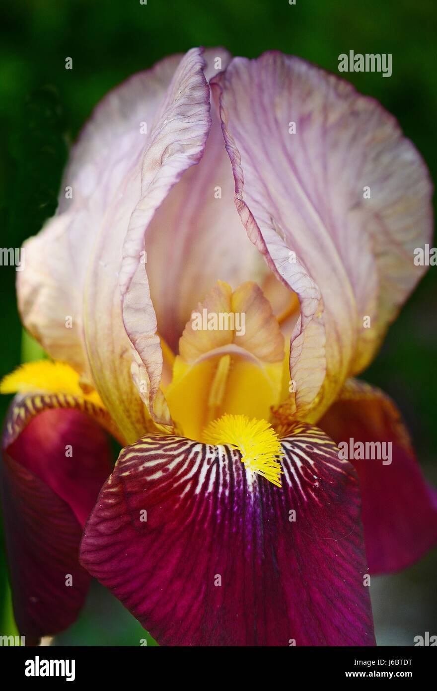 Iris indian chief hi-res stock photography and images - Alamy
