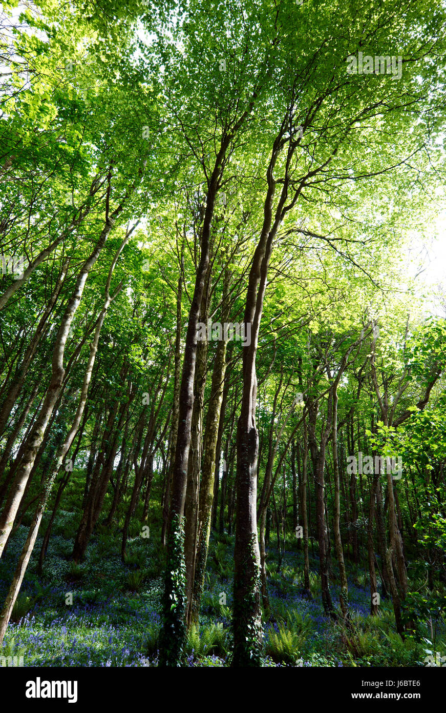 blue tree trees ireland scene location site forest landscapes blue ...