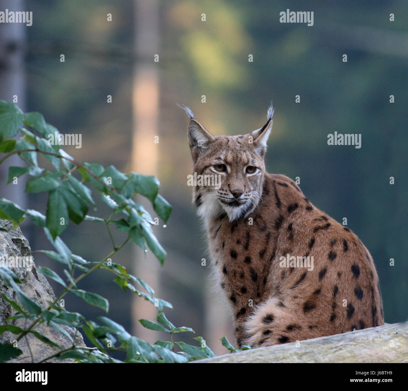 animal big cat feline predator cat lynx big cat feline predator cat ...