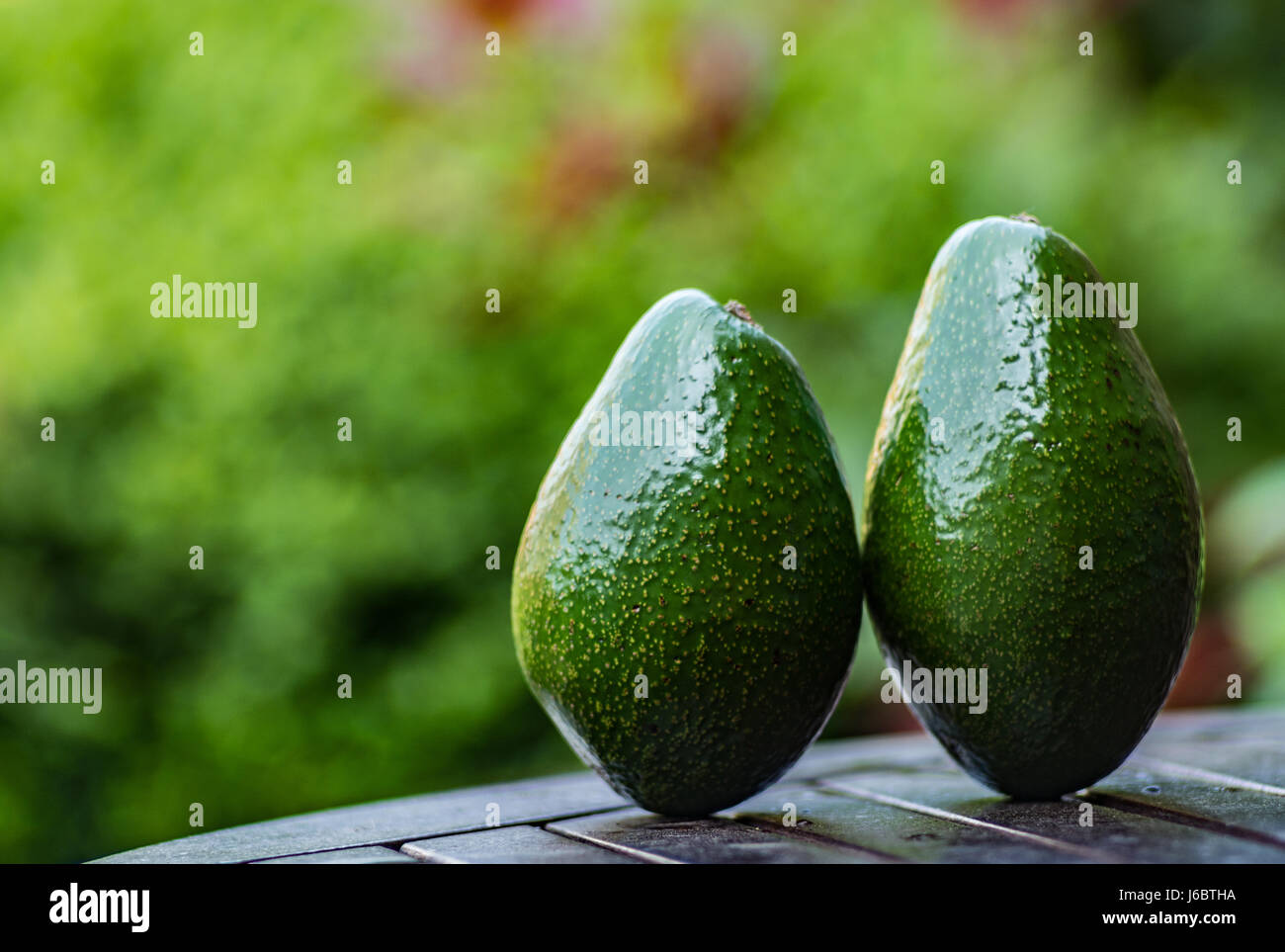 Green ripe avocado from organic avocado plantation Stock Photo - Alamy