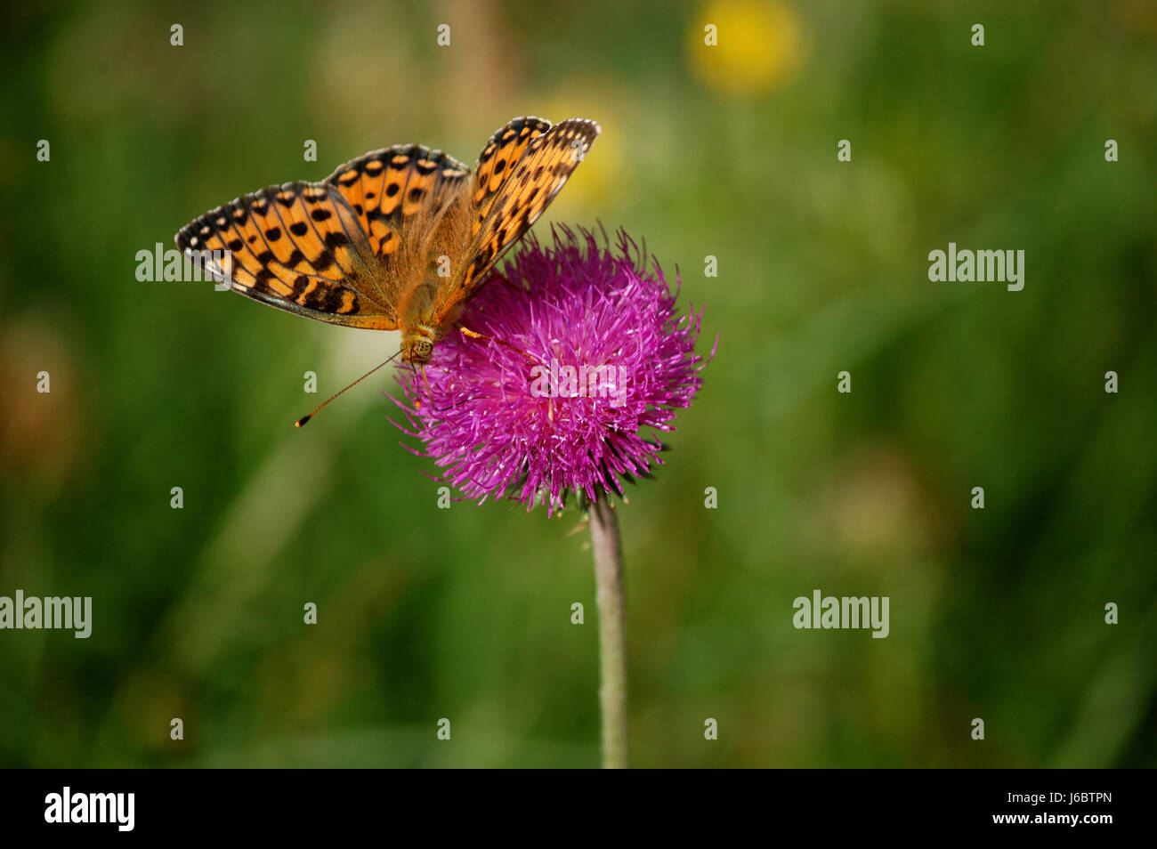 beautiful beauteously nice flower plant butterfly spring close ...