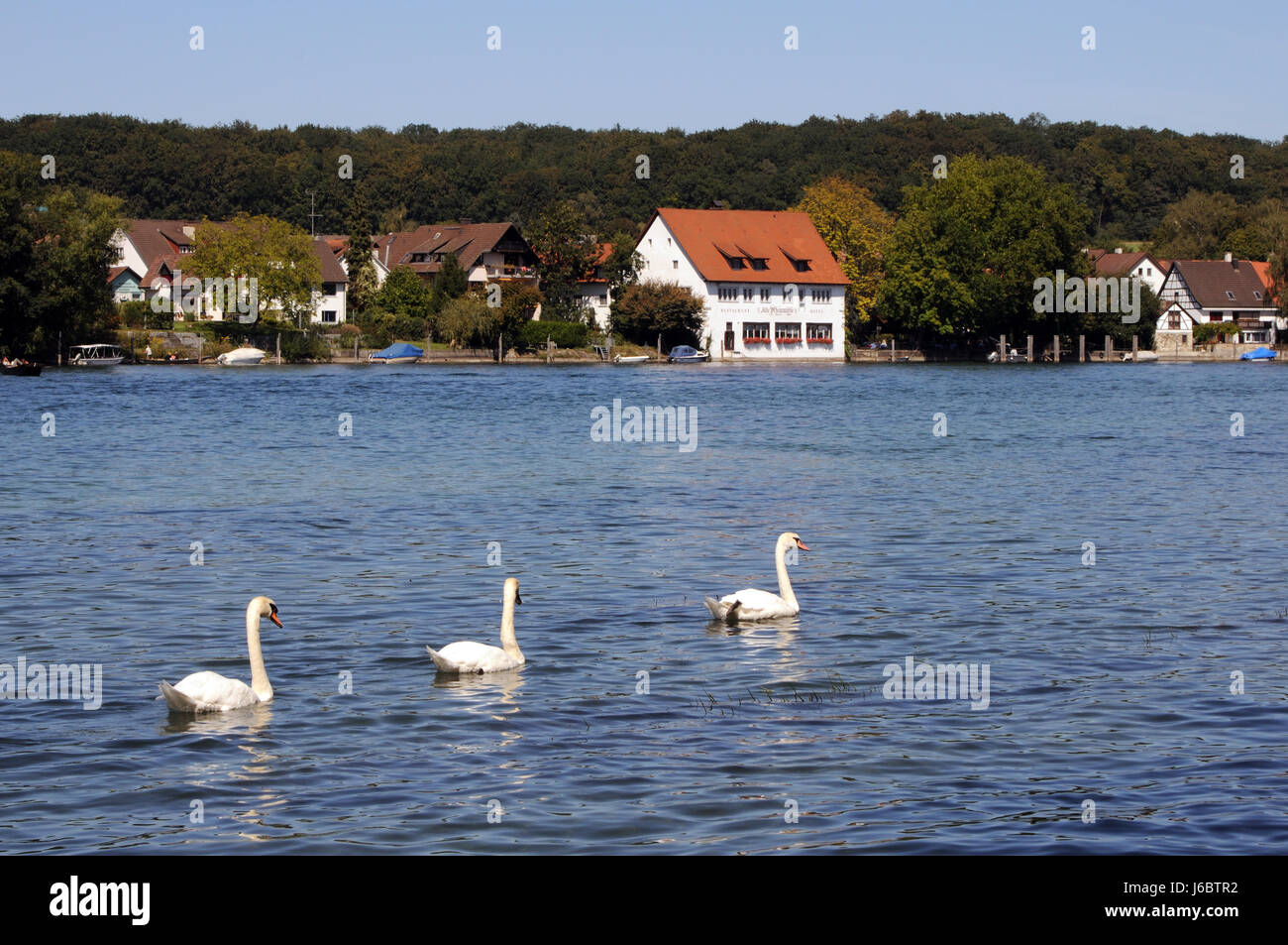 rhine swan switzerland border idyllic germany german federal republic ...