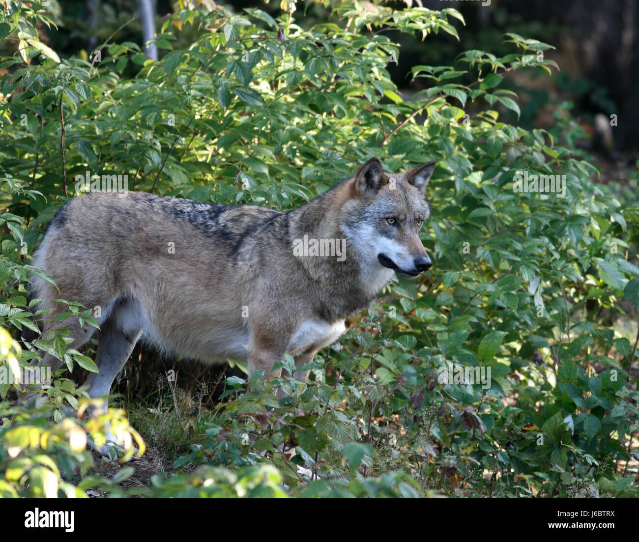 animal wolf male dog ululation hunter predator wolf male dog ululation ...