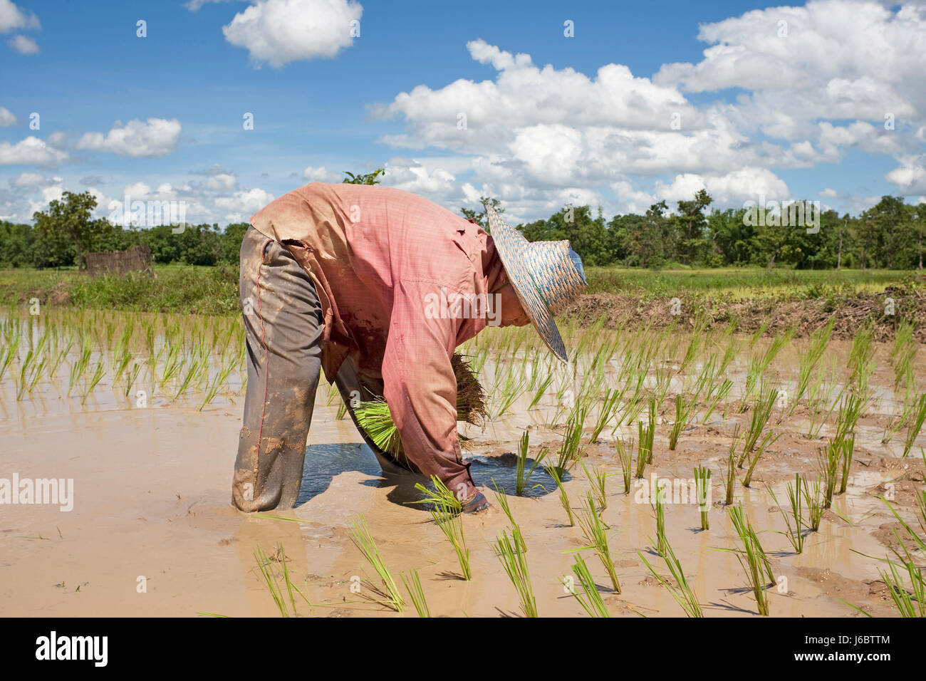 asian woman at the paddy field Stock Photo - Alamy