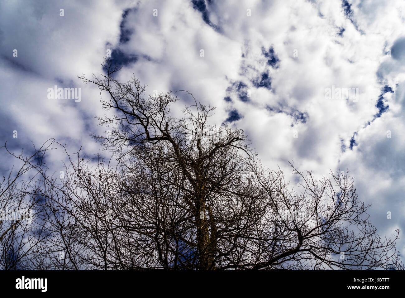 Blue sky white clouds old tree hi-res stock photography and images - Alamy