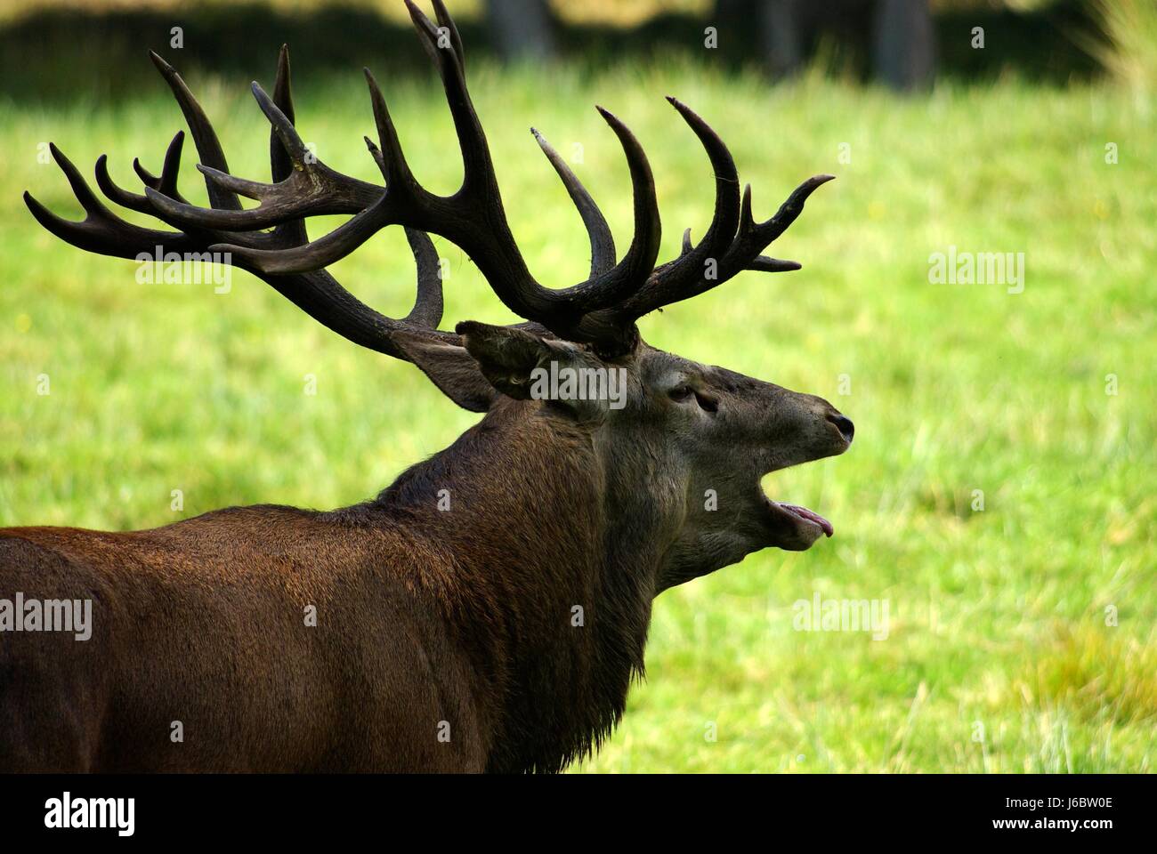 stags hart stag fall autumn animal mammal wild animals europe counter ...
